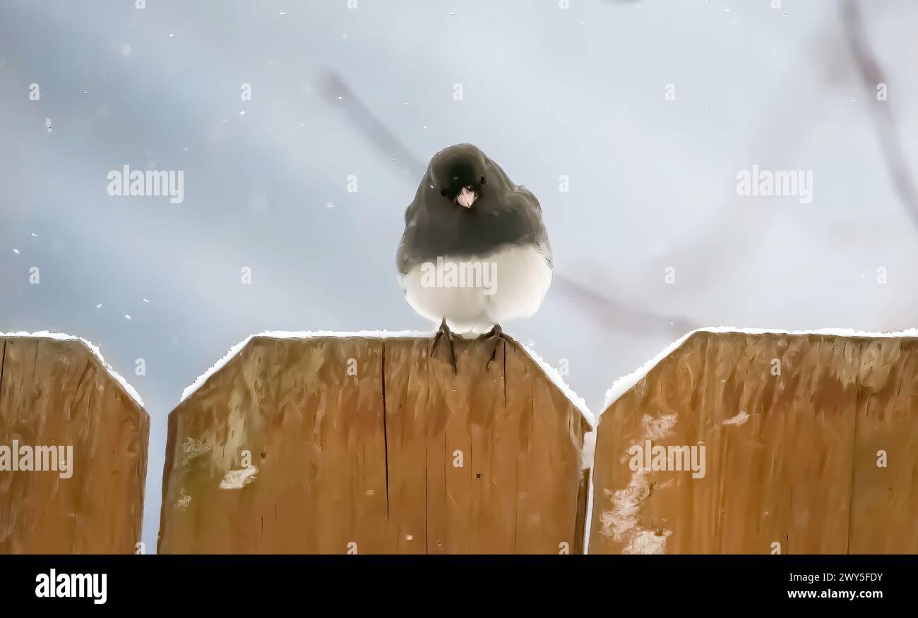 Cute little dark-eyed junco perched on top of a brown wooden fence on a ...