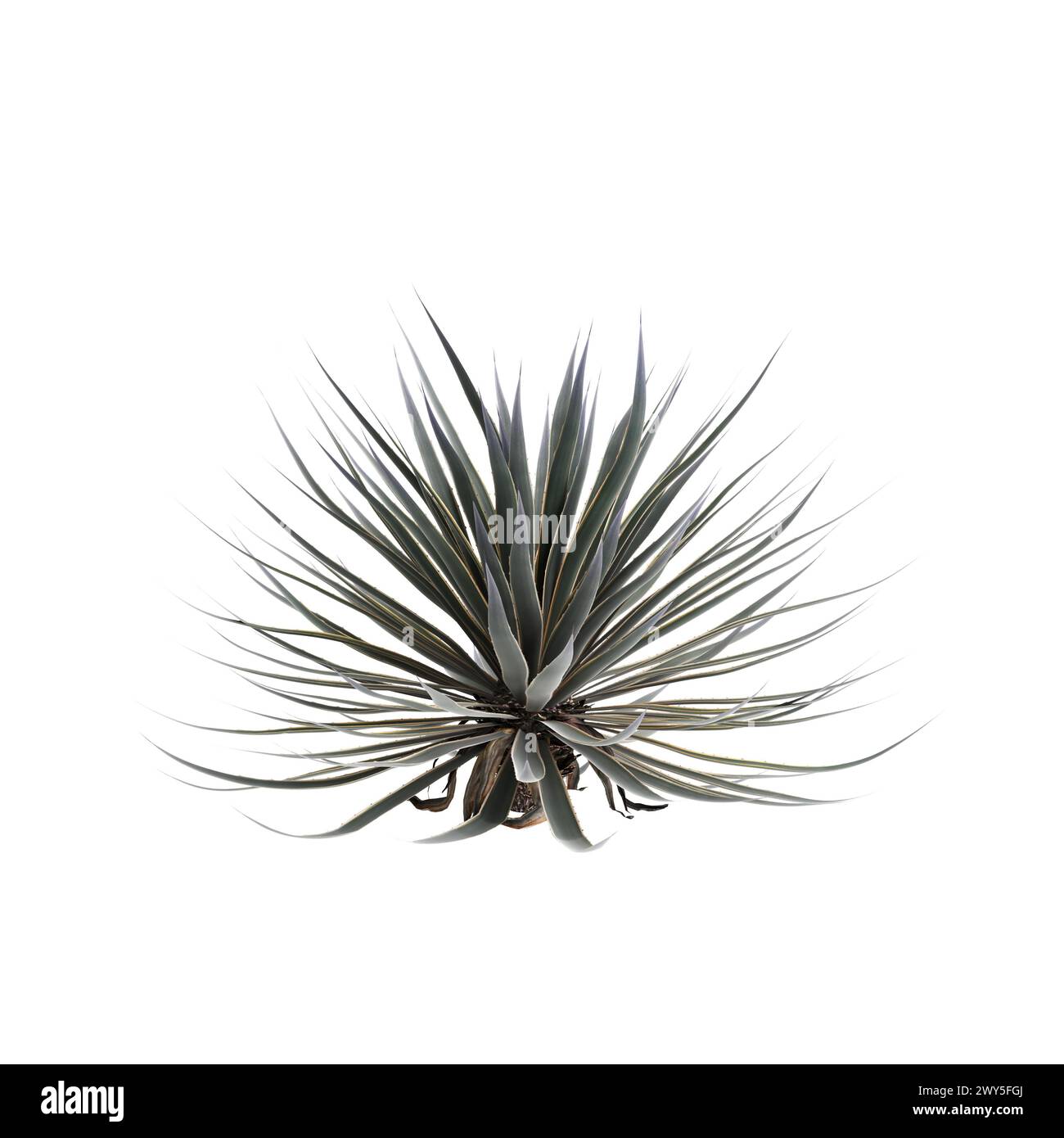 3d illustration of Agave angustifolia tree isolated on white background ...