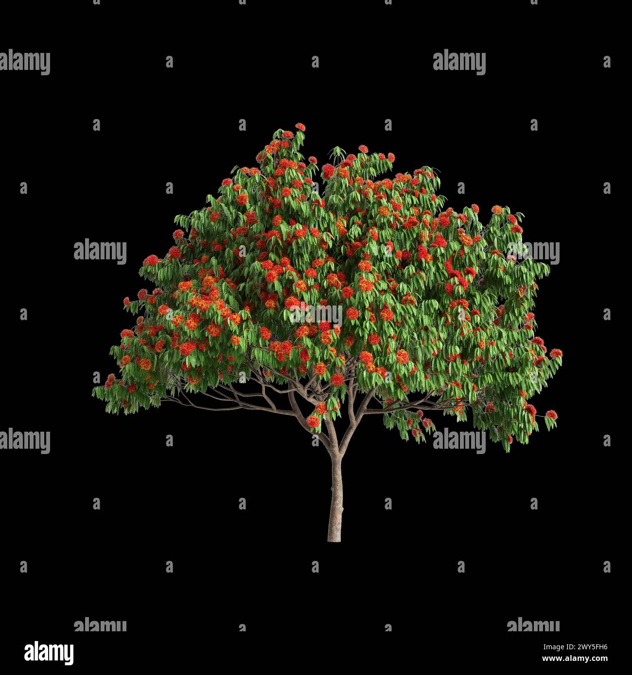 3d illustration of Saraca asoca tree isolated on black background Stock ...