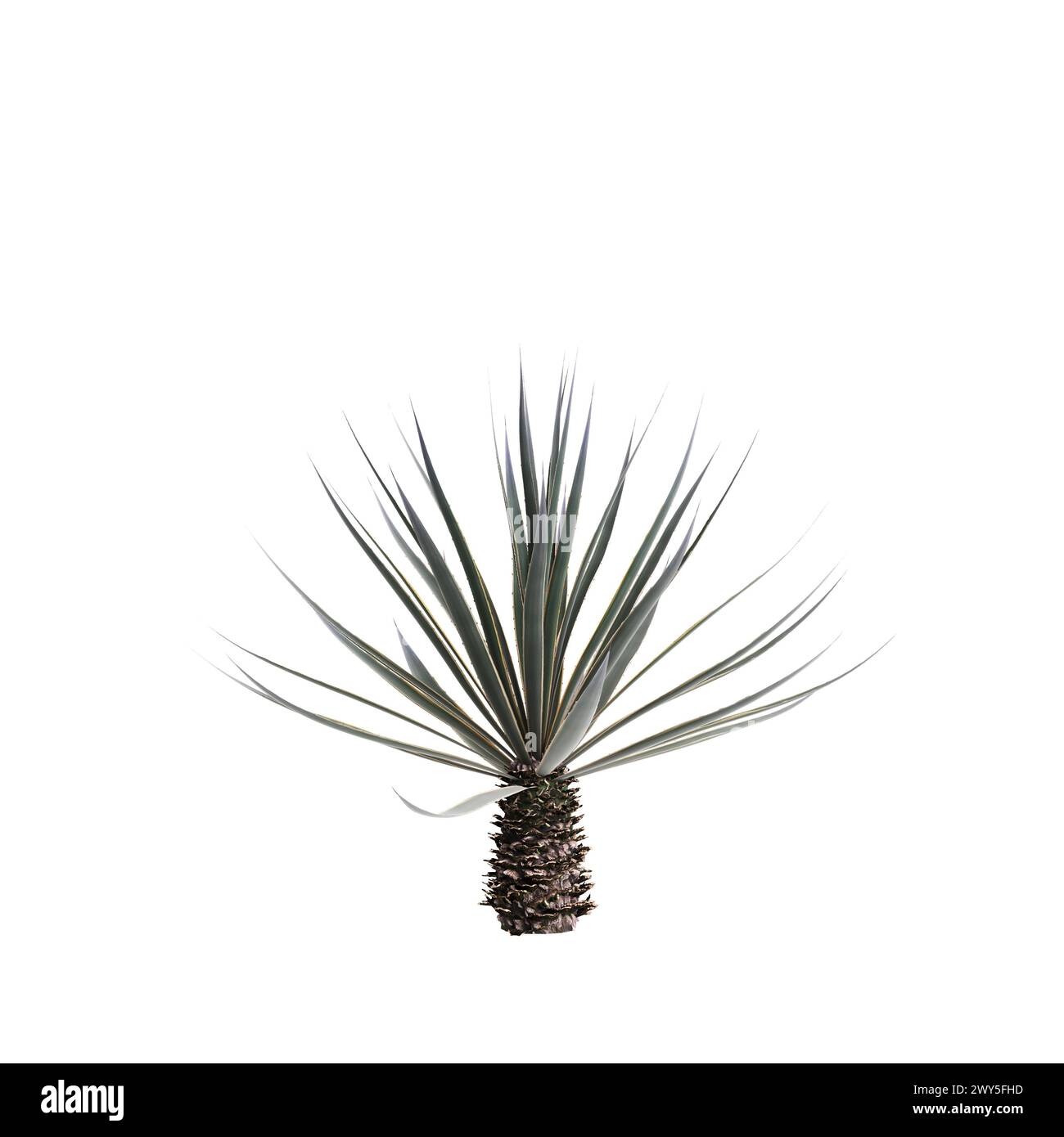 3d illustration of Agave angustifolia tree isolated on white background ...
