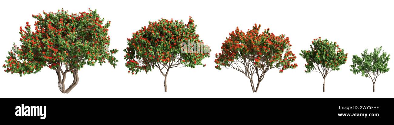 3d illustration of set Saraca asoca tree isolated on white background ...