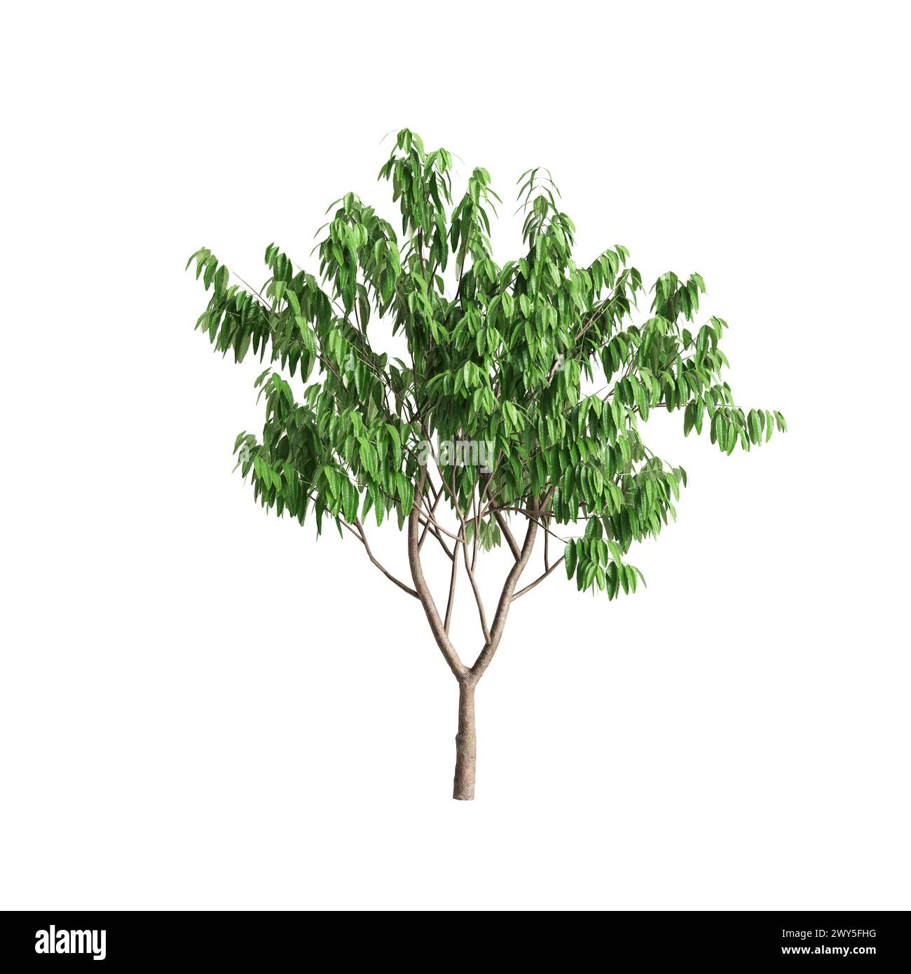 3d illustration of Saraca asoca tree isolated on white background Stock ...