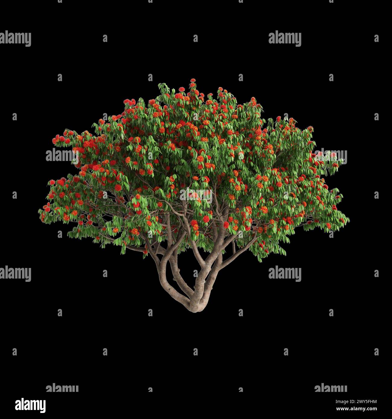 3d illustration of Saraca asoca tree isolated on black background Stock ...