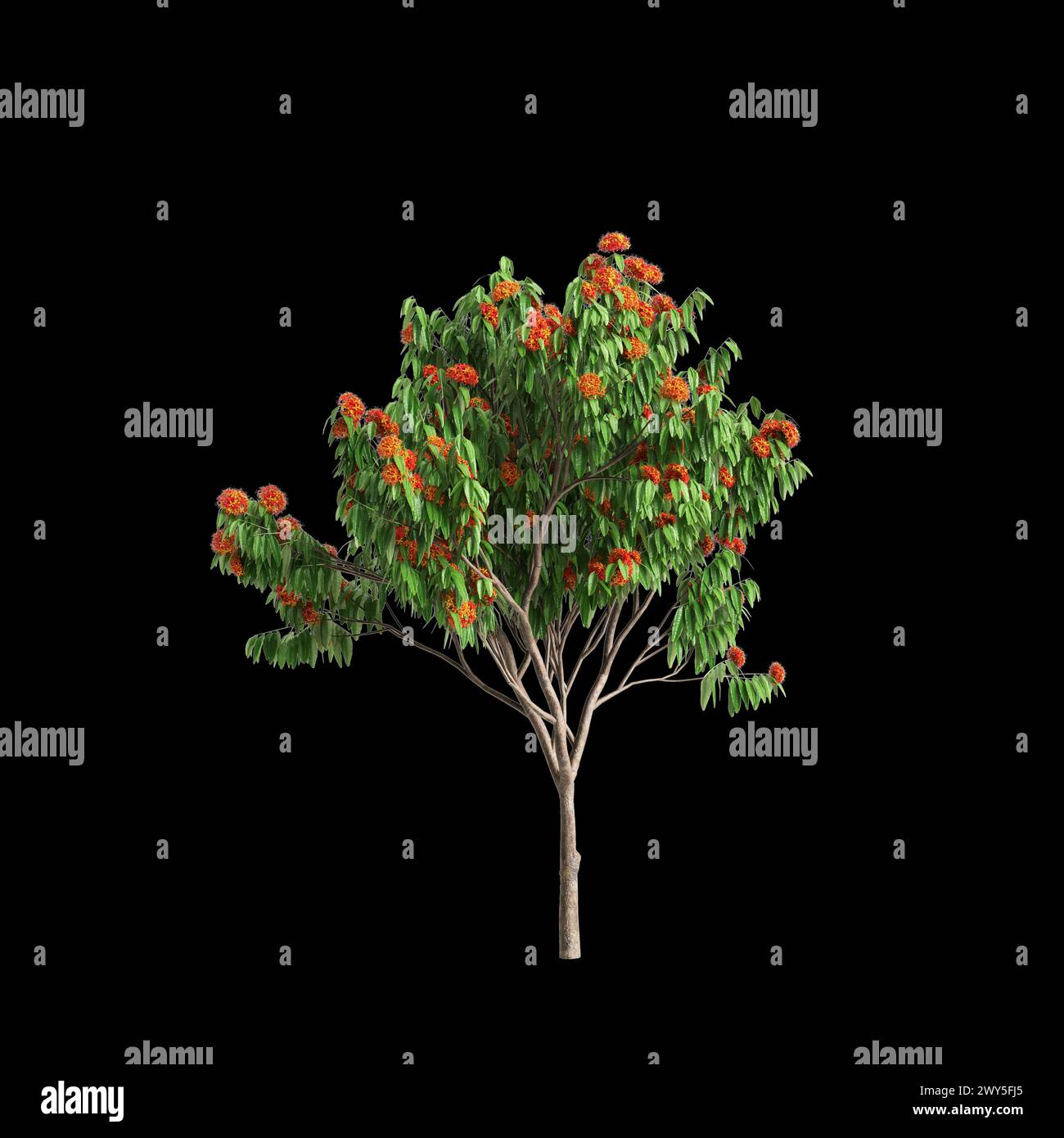 Red saraca illustration hi-res stock photography and images - Alamy