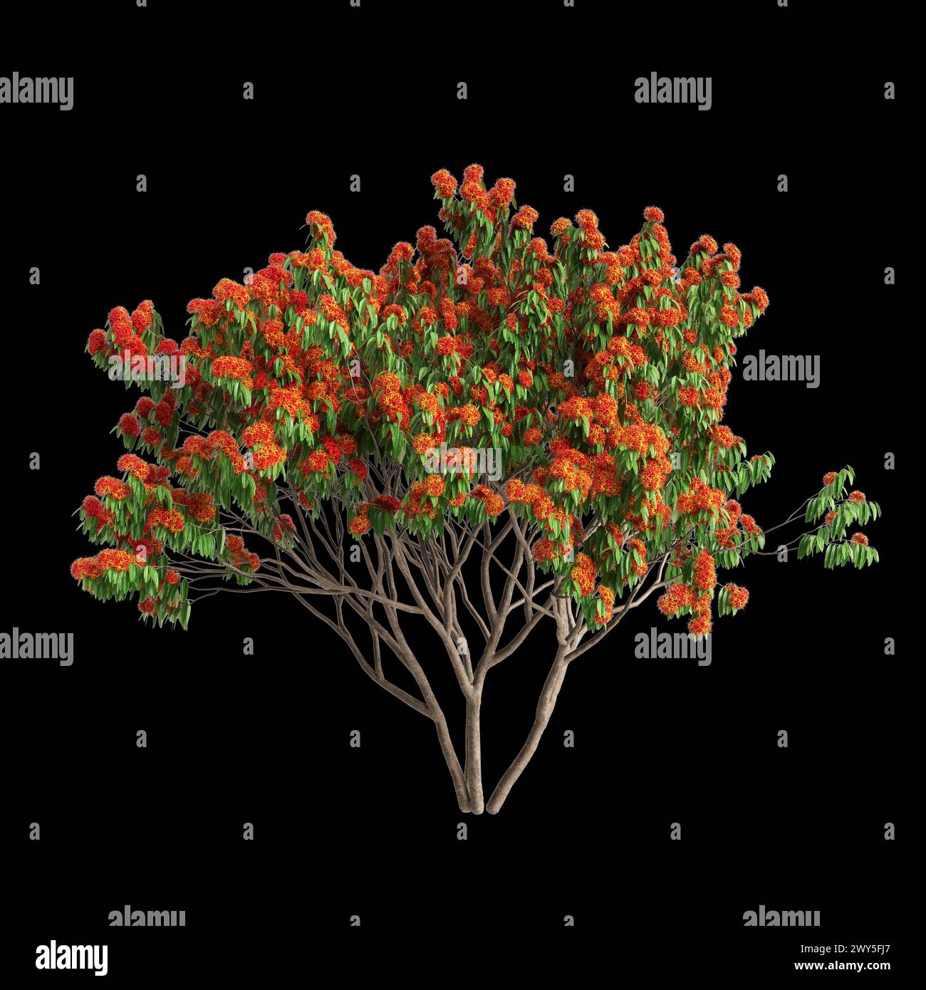 3d illustration of Saraca asoca tree isolated on black background Stock ...