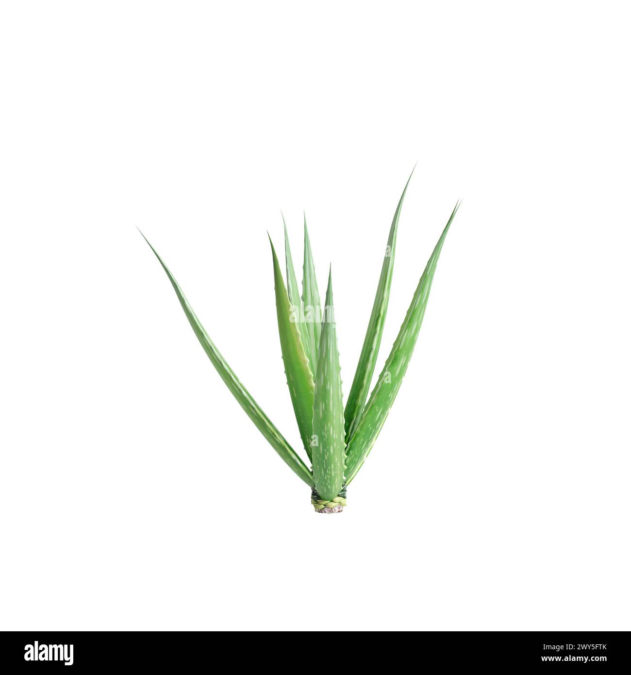 3d illustration of Aloe barbadensis bush isolated on white background ...