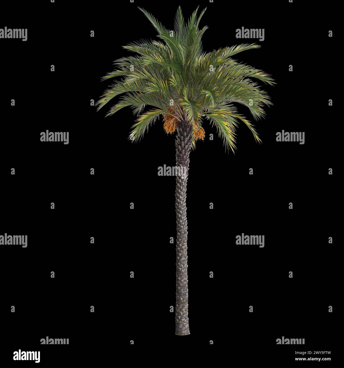 3d illustration of Phoenix dactylifera tree isolated on black ...