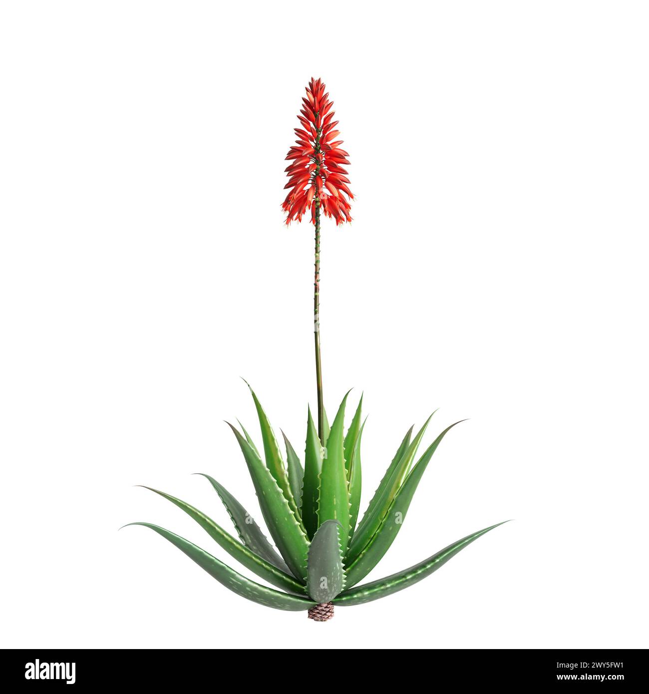 3d illustration of Aloe barbadensis bush isolated on white background ...