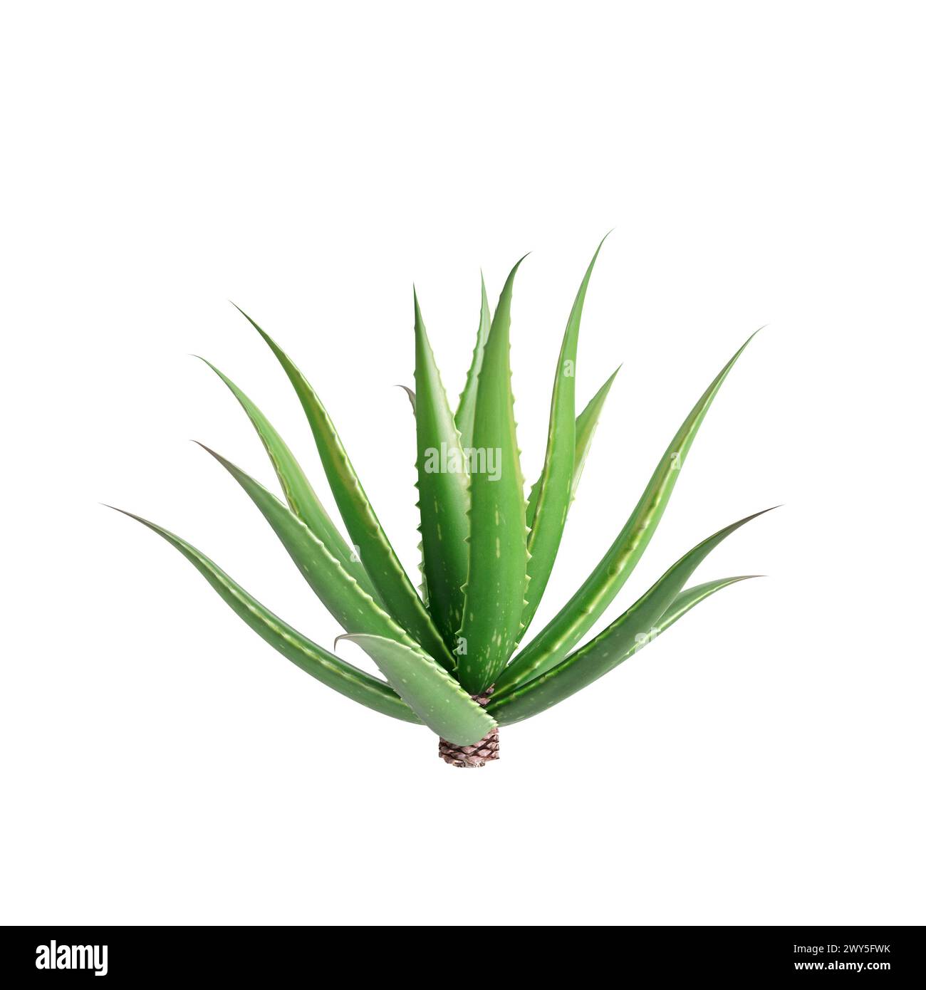 3d illustration of Aloe barbadensis bush isolated on white background ...