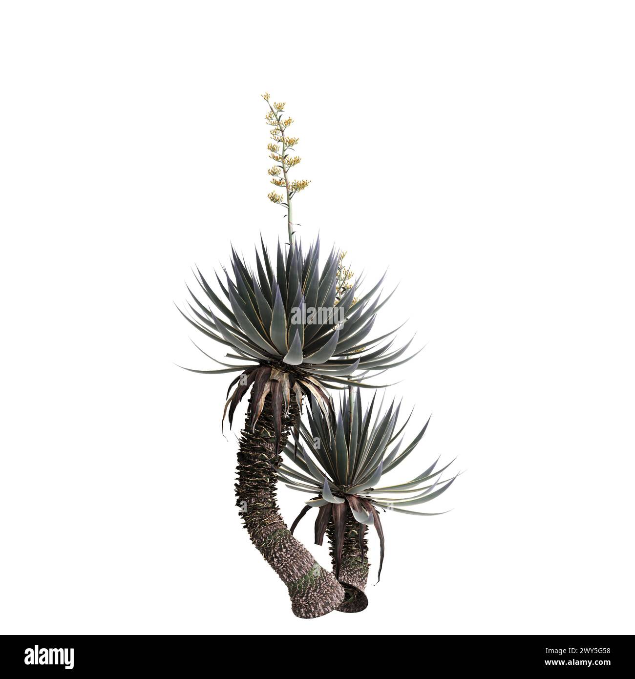 3d illustration of Agave angustifolia tree isolated on white background ...