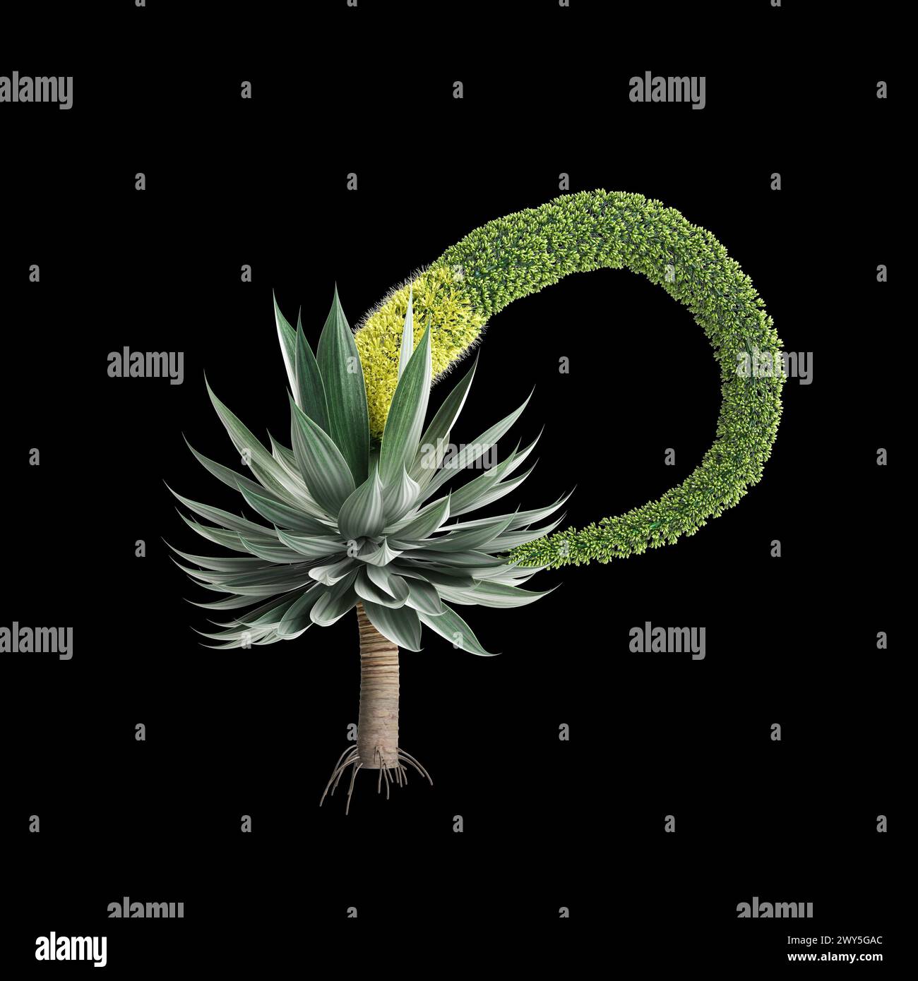 3d illustration of Agave attenuata tree isolated on black background ...