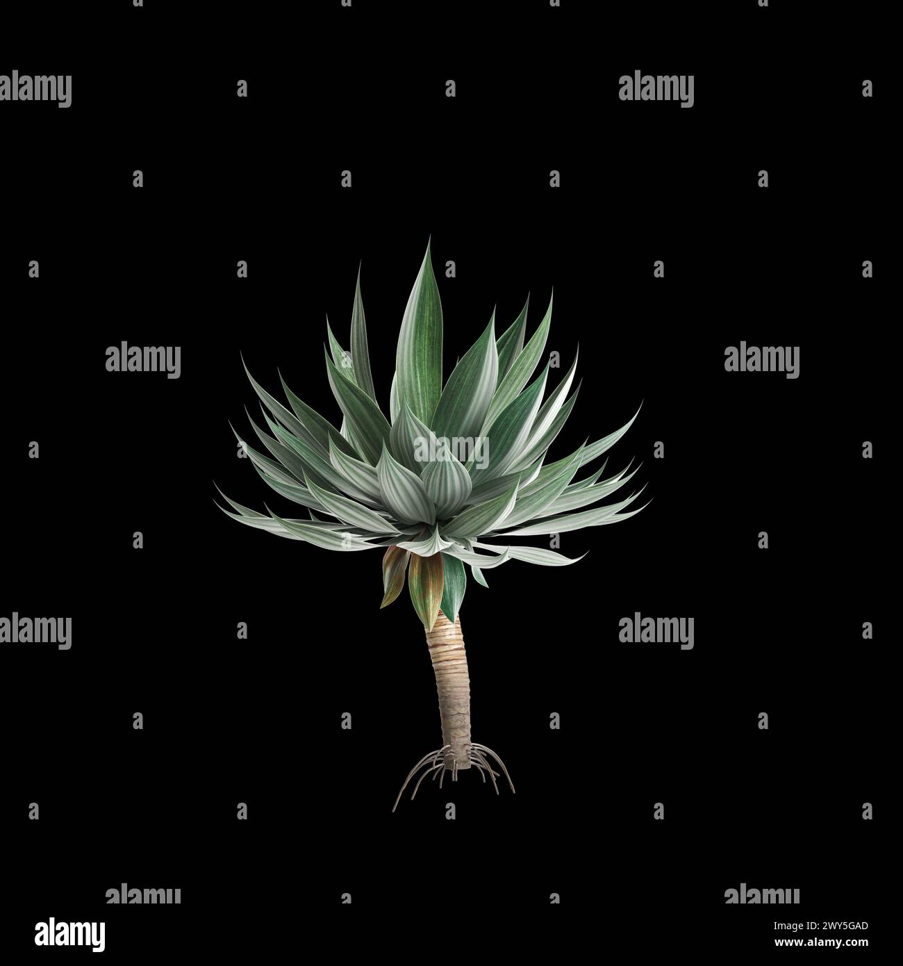 3d illustration of Agave attenuata tree isolated on black background ...