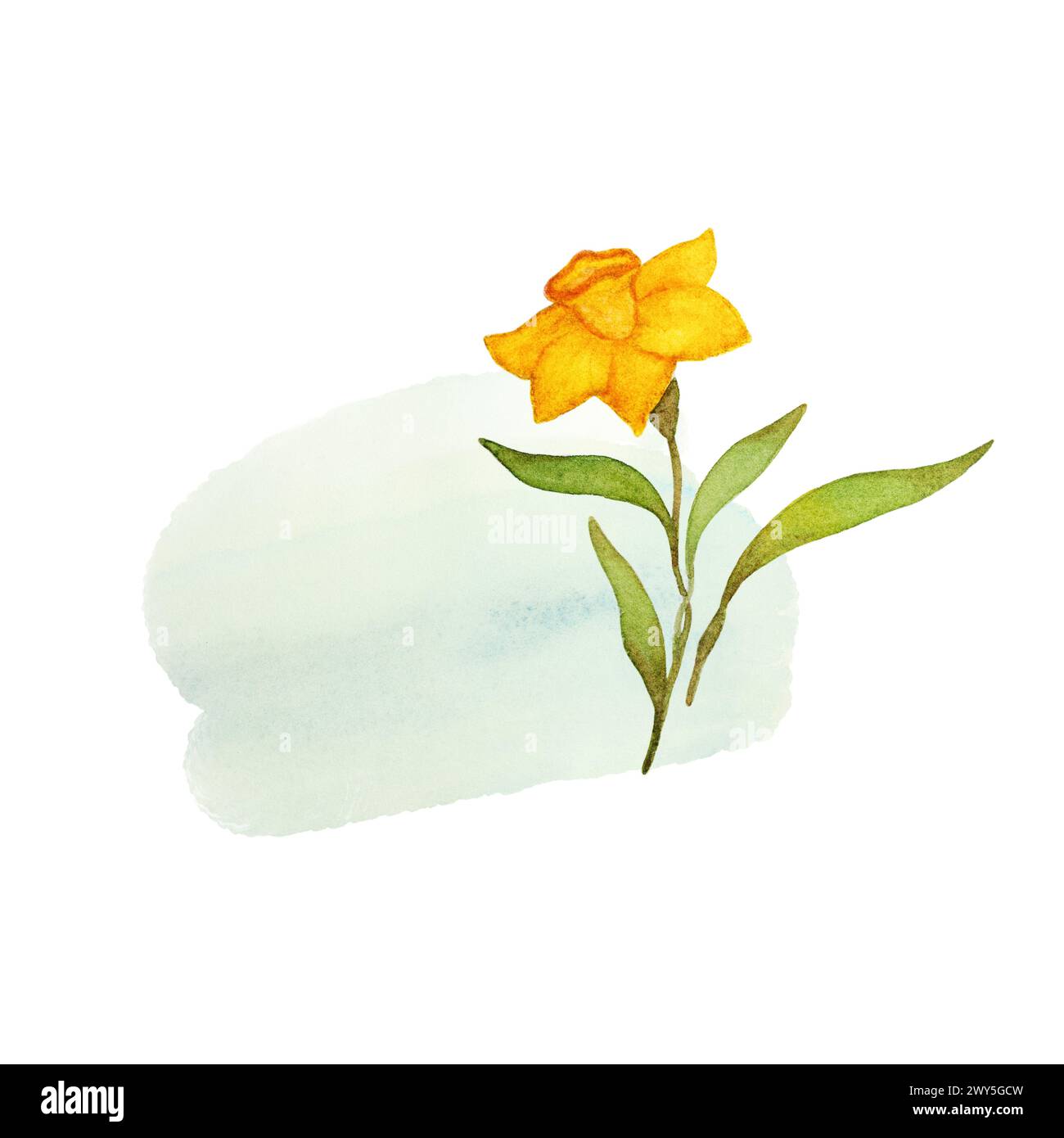 Narcissus Watercolor Flower Illustration. Hand Drawn Spring Floral ...