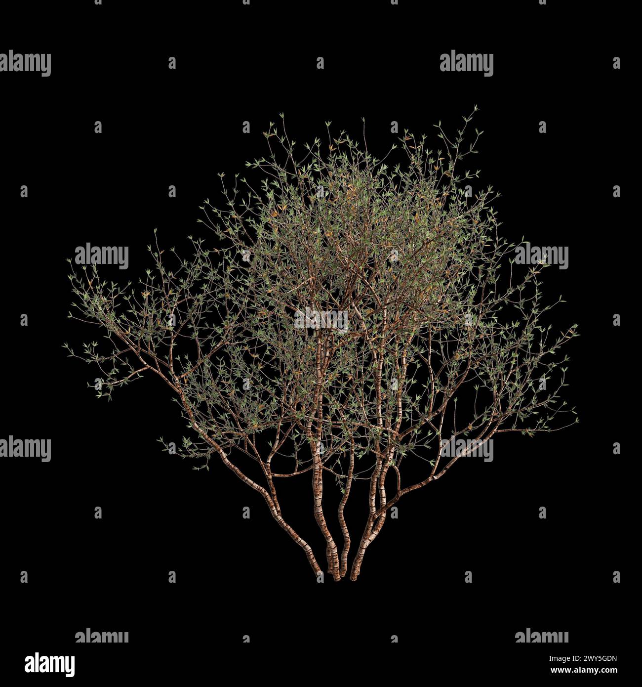 3d illustration of Larrea divaricata tree isolated on black background ...