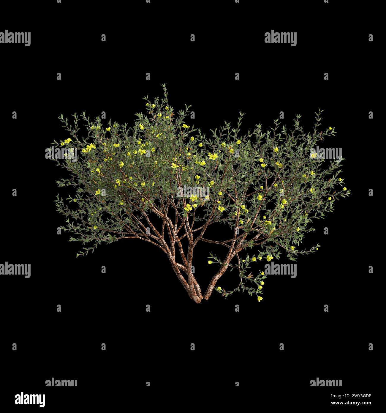 3d illustration of Larrea divaricata tree isolated on black background ...