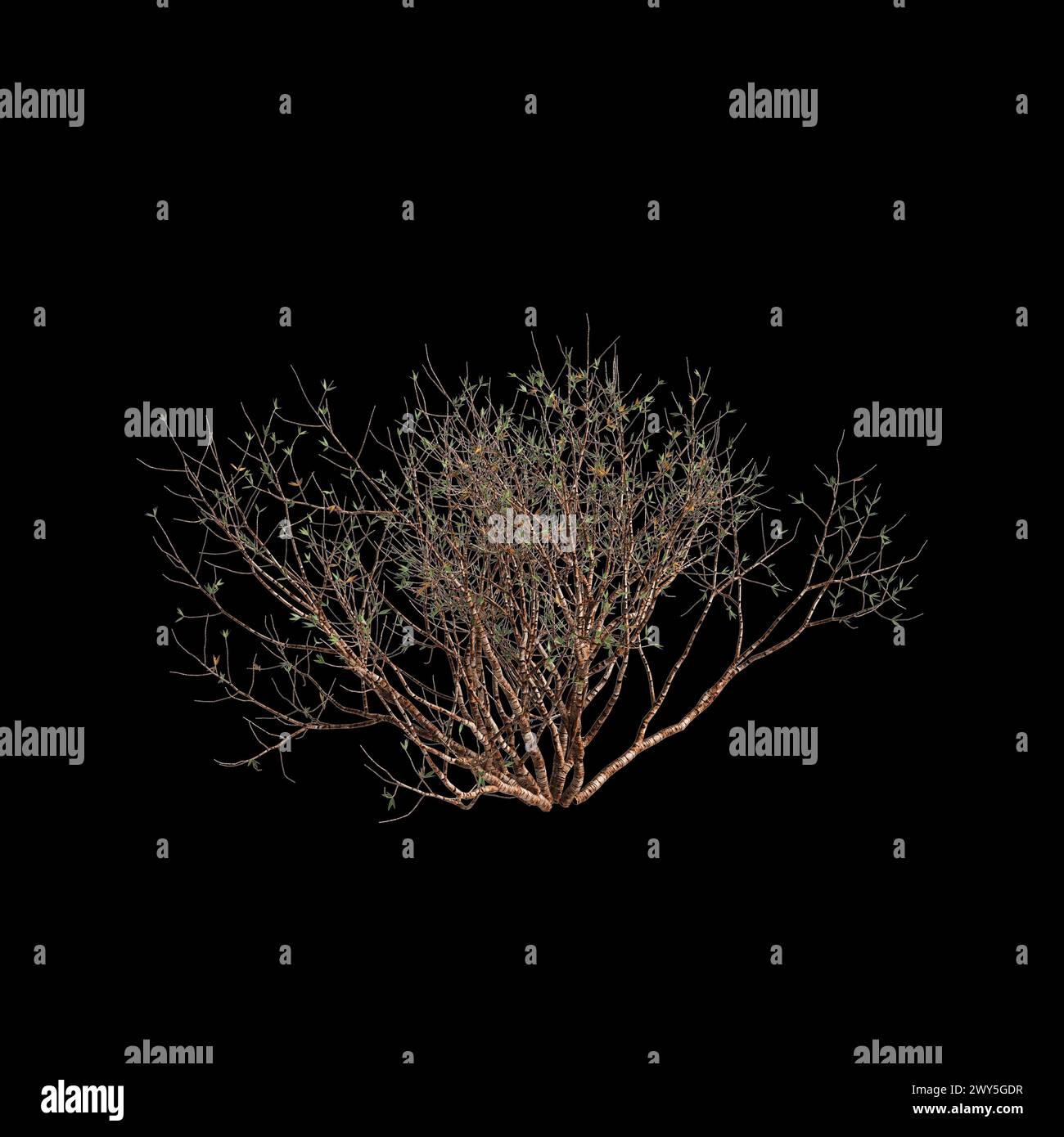 3d illustration of Larrea divaricata tree isolated on black background ...