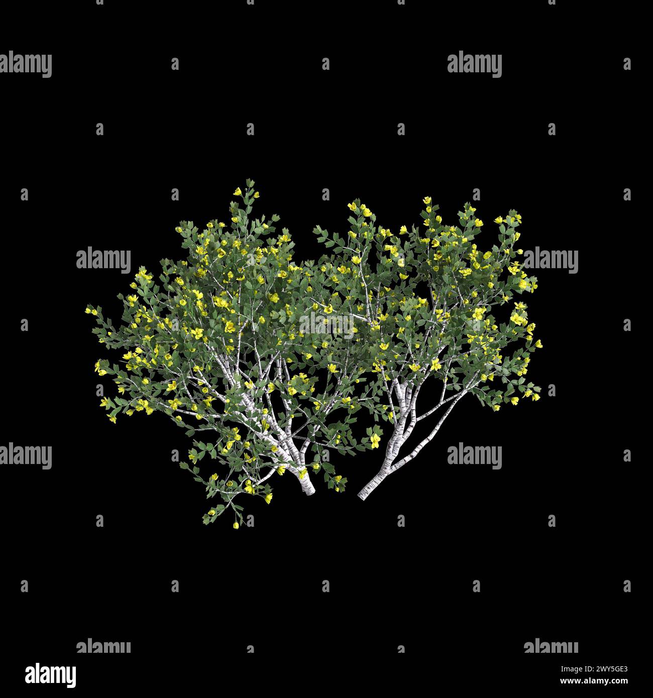 3d illustration of Larrea cuneifolia tree isolated on black background ...