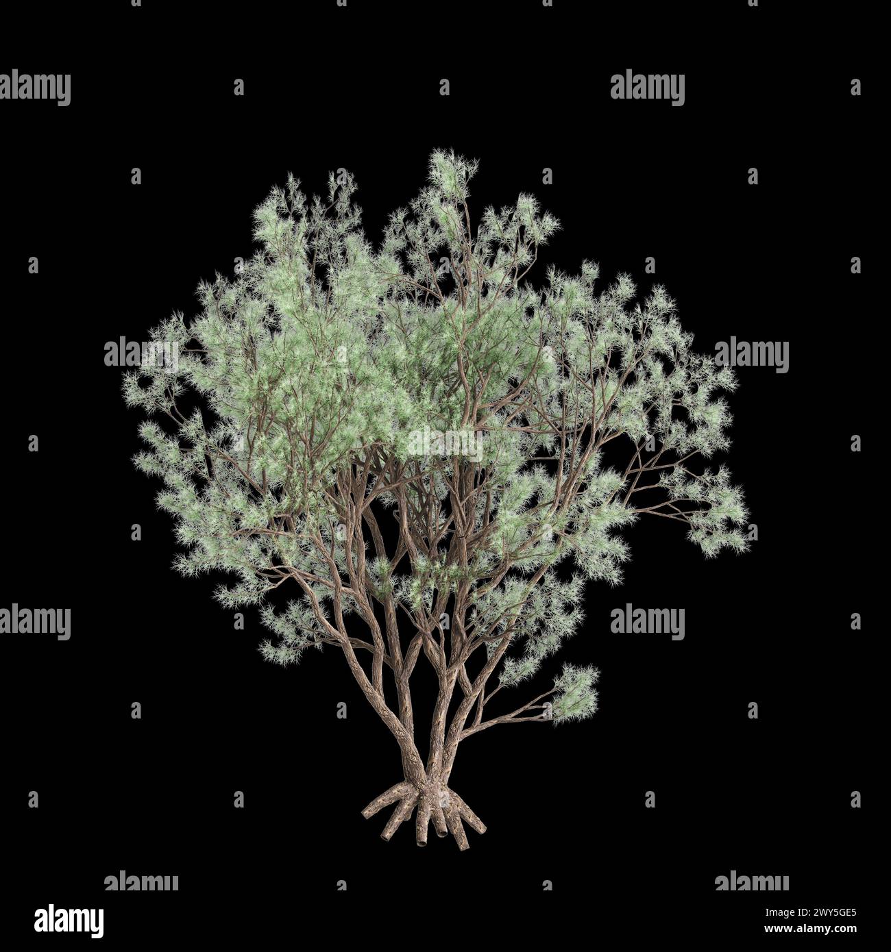 3d illustration of Psorothamnus spinosus tree isolated on black ...