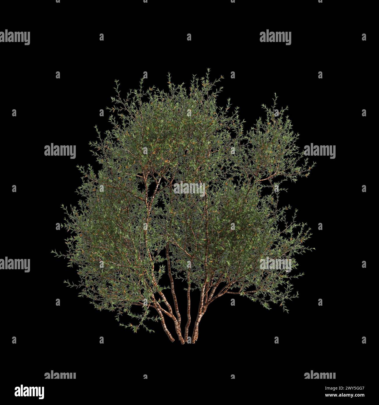 3d illustration of Larrea divaricata tree isolated on black background ...