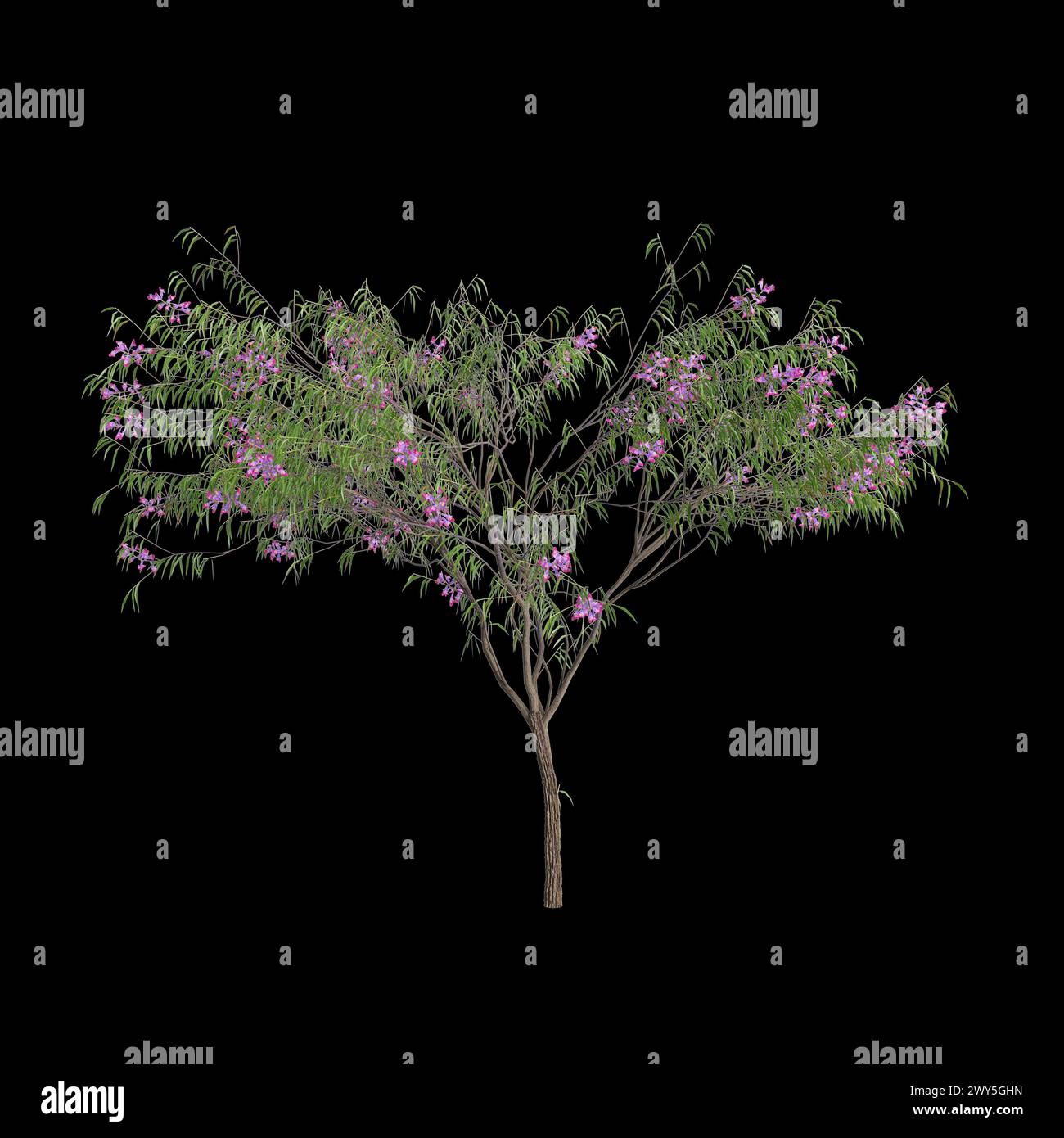 Desert willow chilopsis linearis hi-res stock photography and images ...