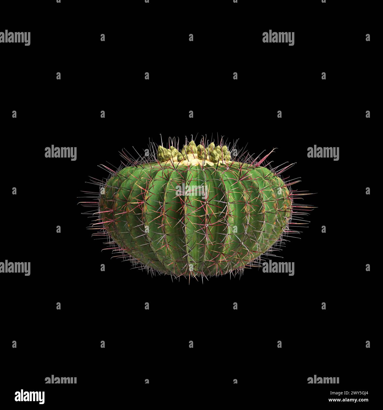 3d illustration of Ferocactus emoryi bush isolated on black background ...