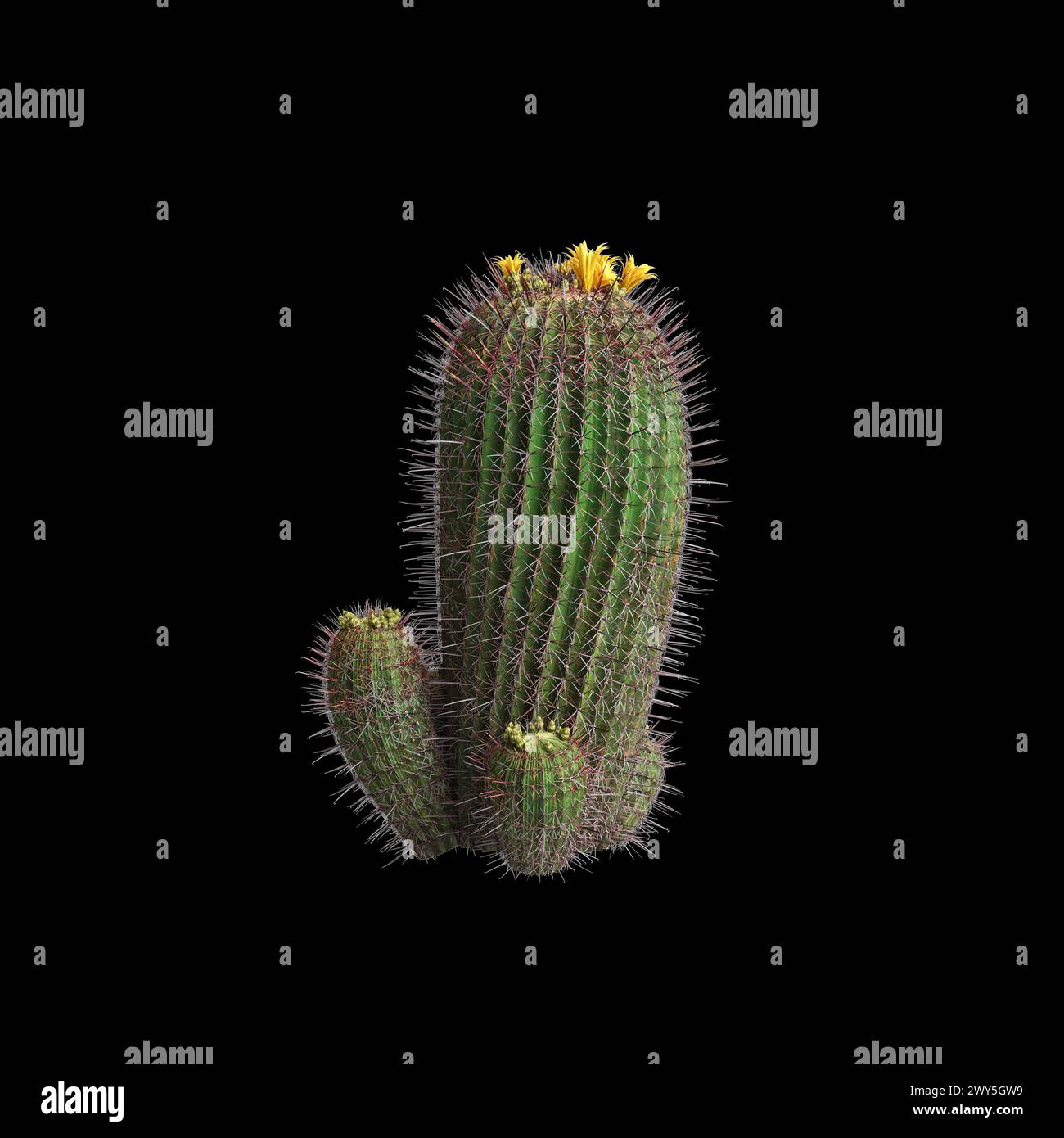 3d illustration of Ferocactus emoryi bush isolated on black background ...