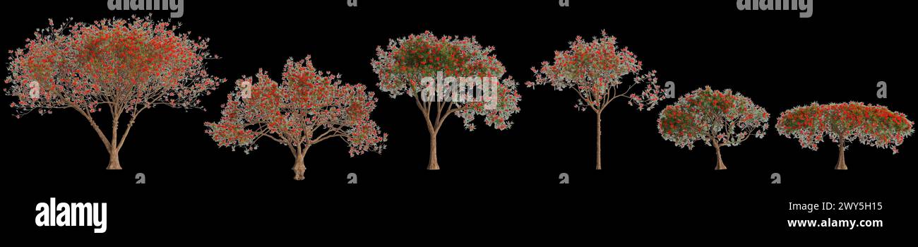 3d illustration of set Delonix regia tree isolated on black background ...