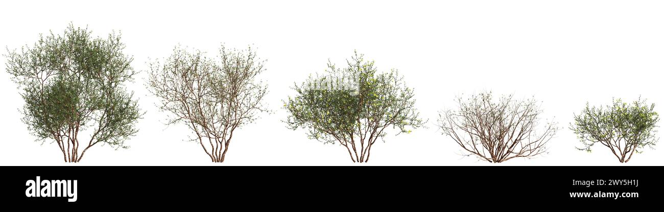 3d illustration of set Larrea divaricata tree isolated on white ...