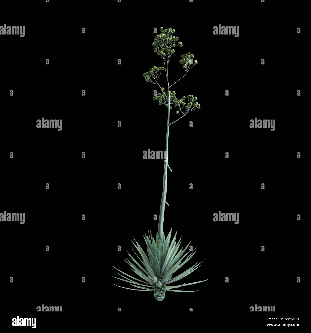 3d illustration of Agave rhodacantha bush isolated on black background ...
