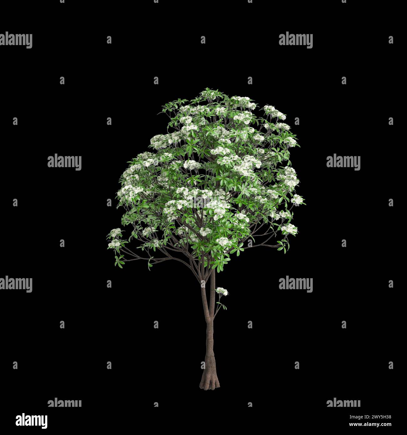 3d illustration of Alstonia scholaris tree isolated on black background ...