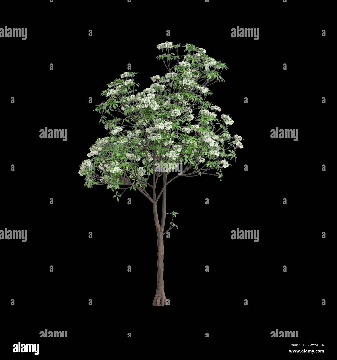3d illustration of Alstonia scholaris tree isolated on black background ...