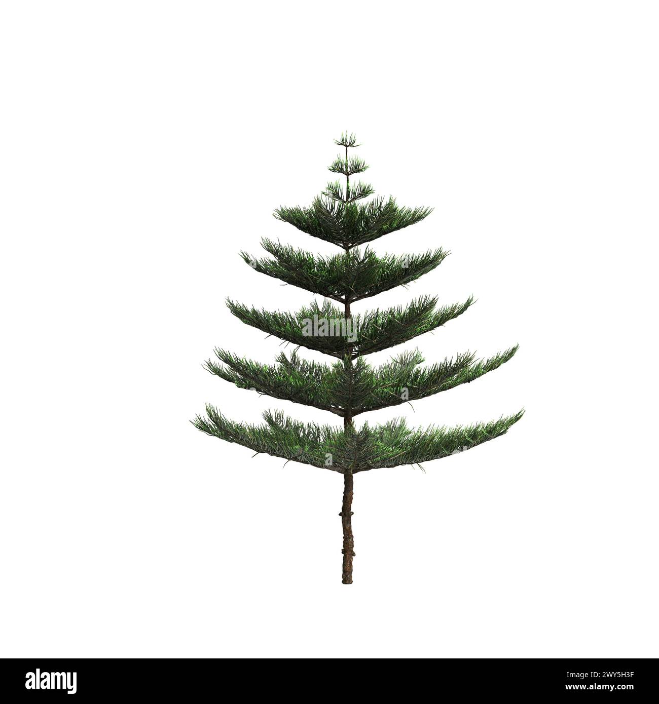 3d illustration of Araucaria heterophylla tree isolated on white ...