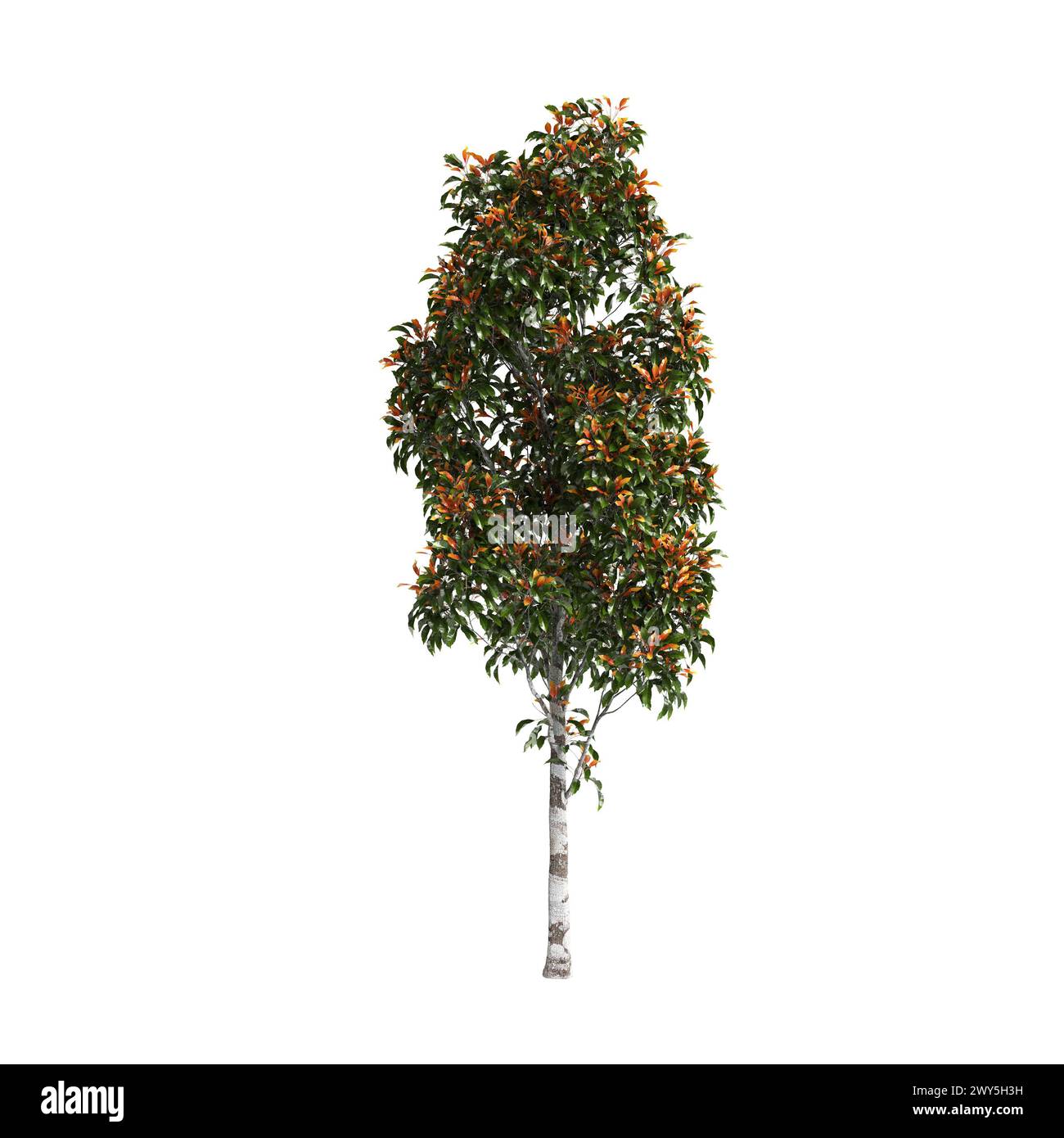 3d illustration of Elaeocarpus eumundi tree isolated on white ...