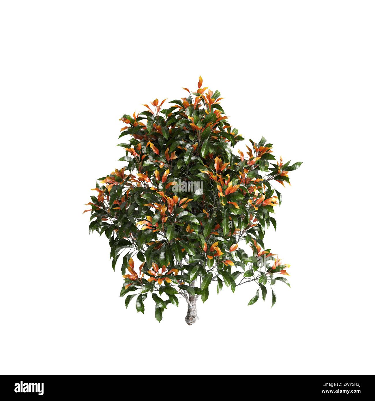 3d illustration of Elaeocarpus eumundi tree isolated on white ...