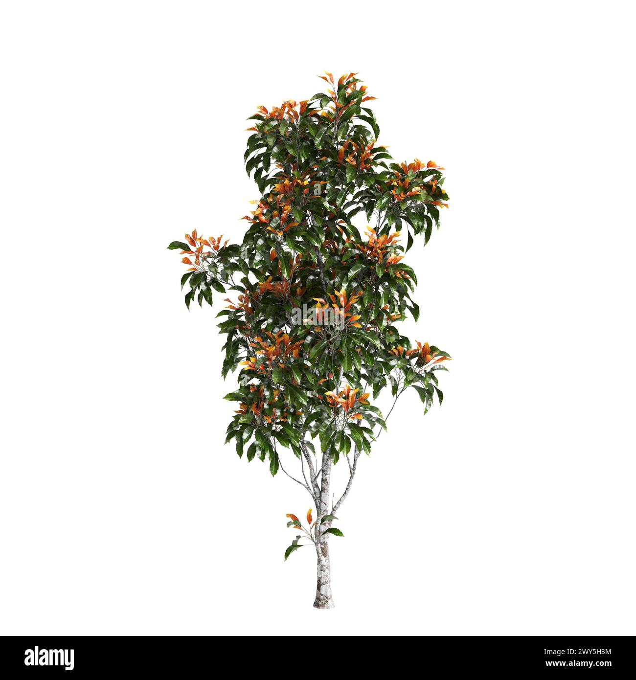 3d illustration of Elaeocarpus eumundi tree isolated on white ...