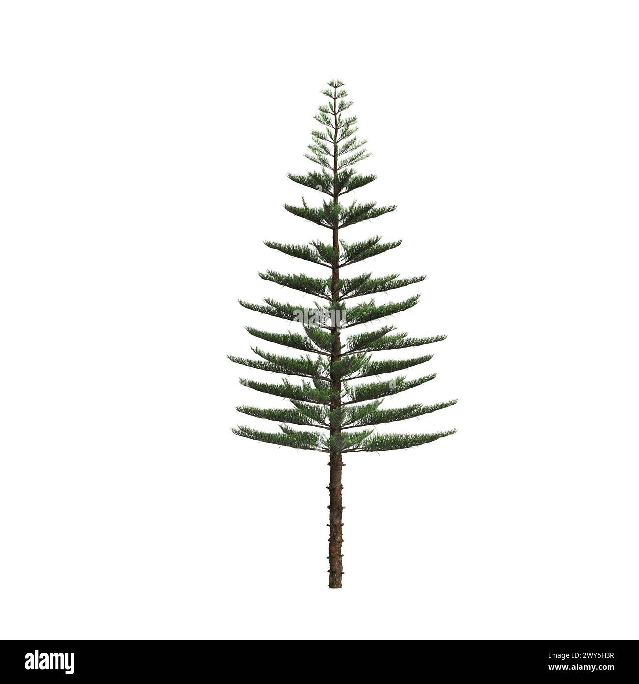 3d illustration of Araucaria heterophylla tree isolated on white ...