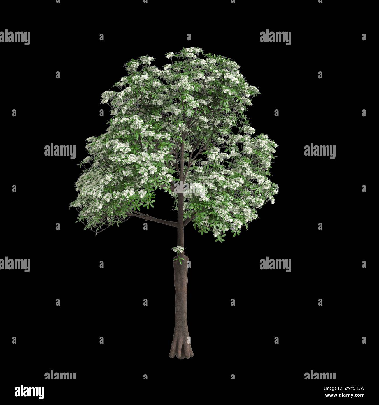 3d illustration of Alstonia scholaris tree isolated on black background ...