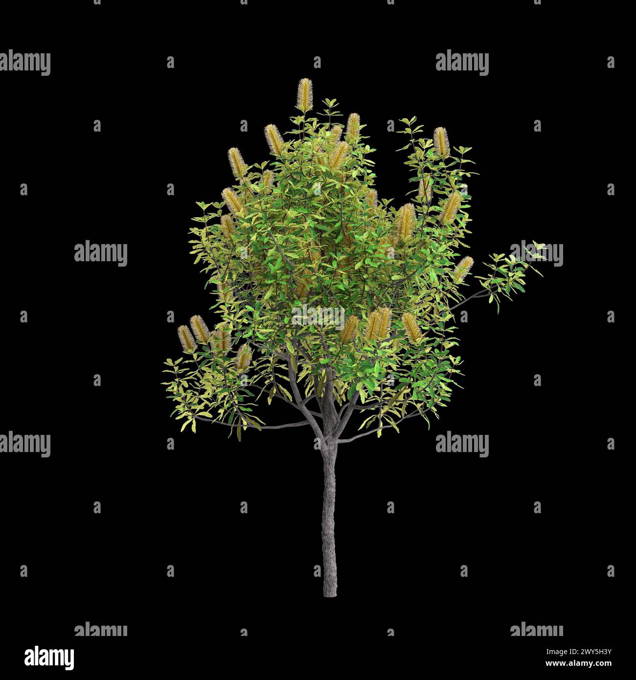 3d illustration of Banksia Integrifolia tree isolated on black ...