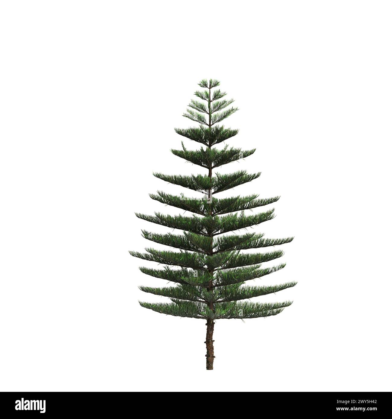 3d illustration of Araucaria heterophylla tree isolated on white ...