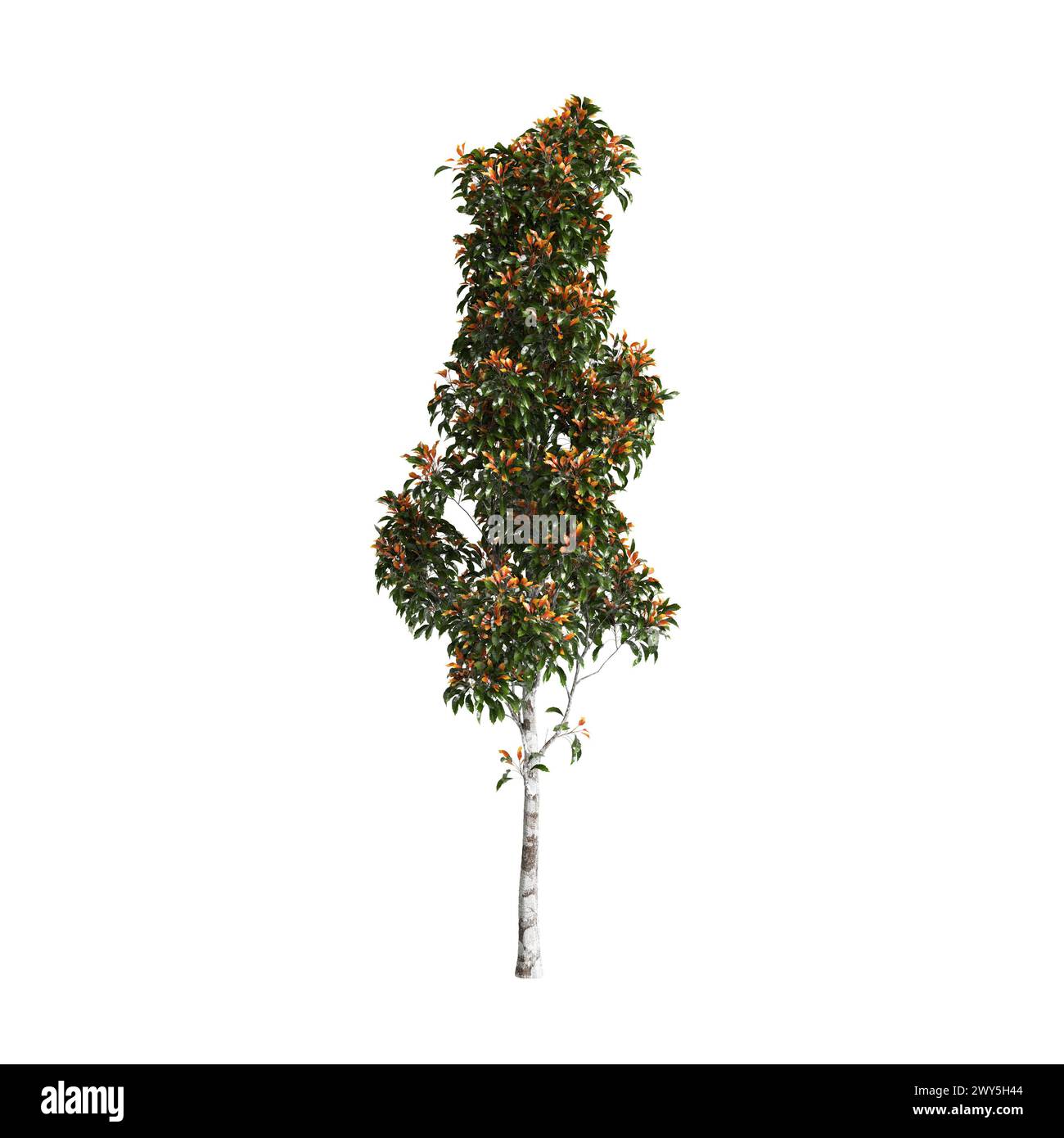 3d illustration of Elaeocarpus eumundi tree isolated on white ...