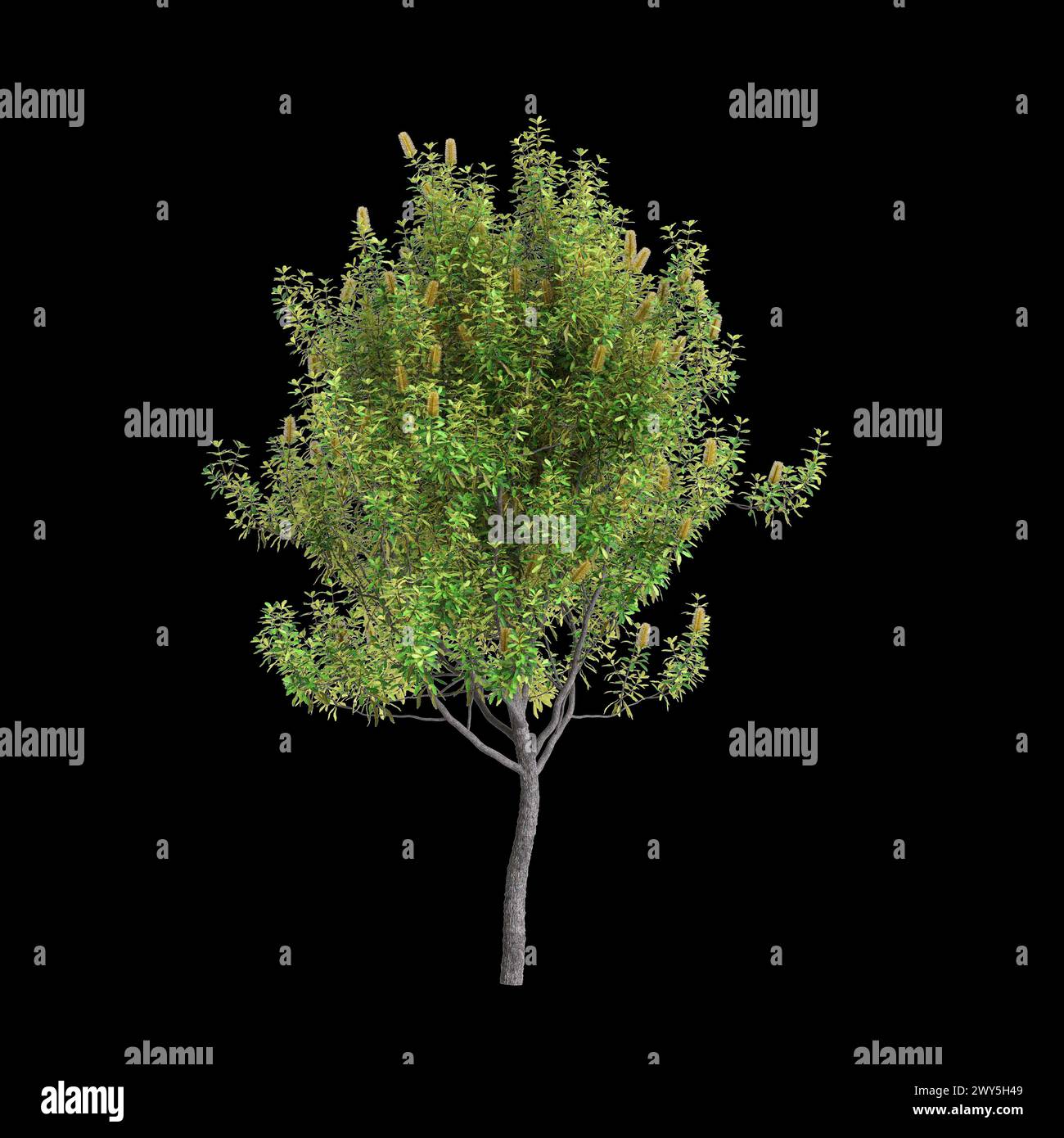 3d illustration of Banksia Integrifolia tree isolated on black ...