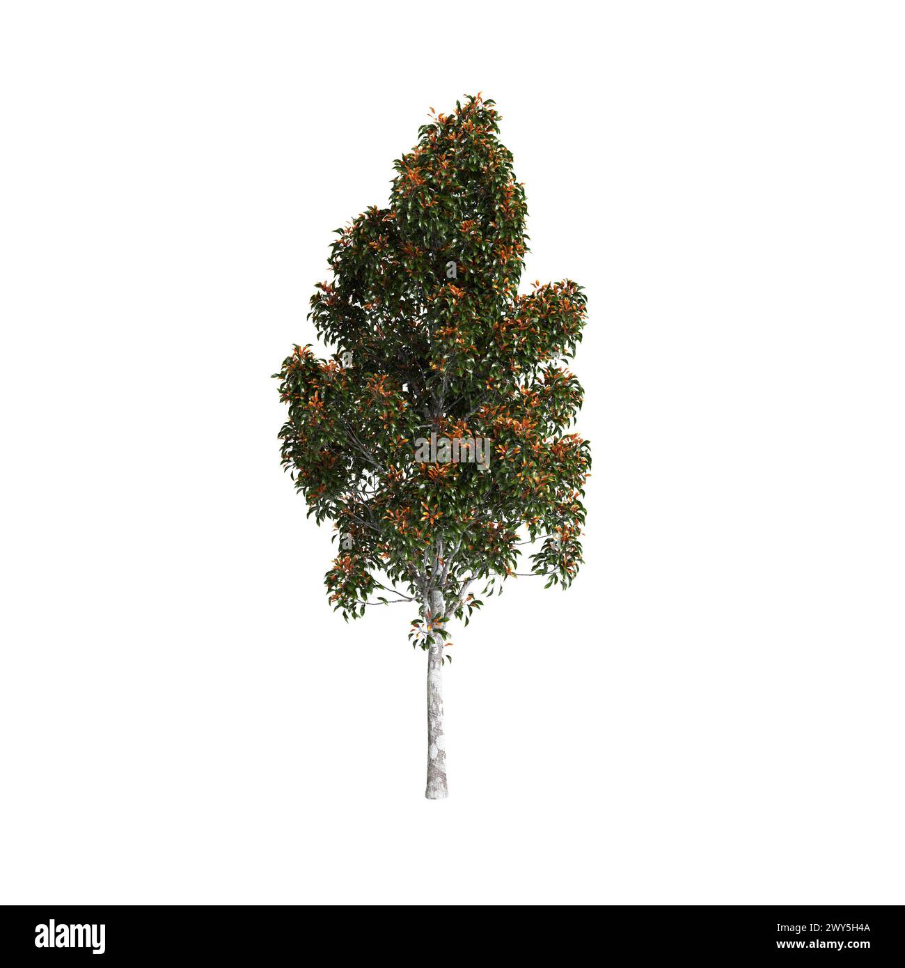 3d illustration of Elaeocarpus eumundi tree isolated on white ...