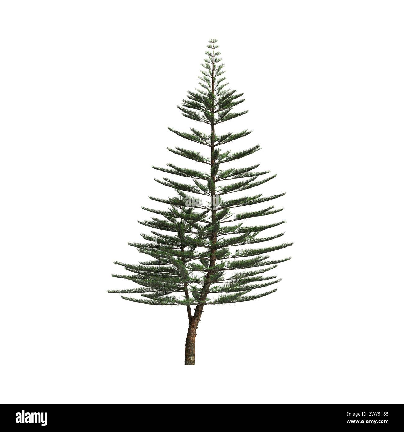 3d illustration of Araucaria heterophylla tree isolated on white ...