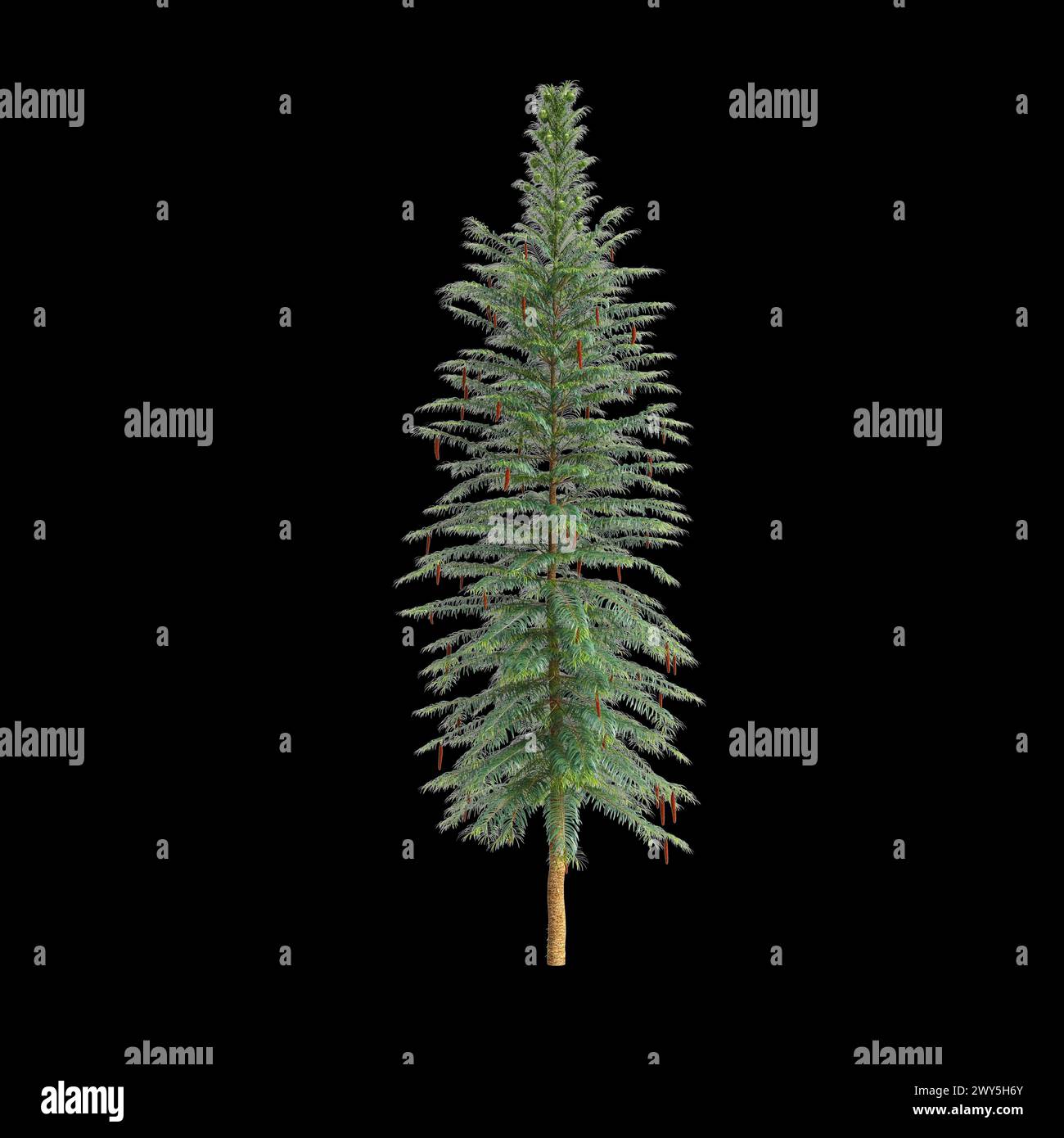 3d illustration of Wollemia nobilis tree isolated on black background ...