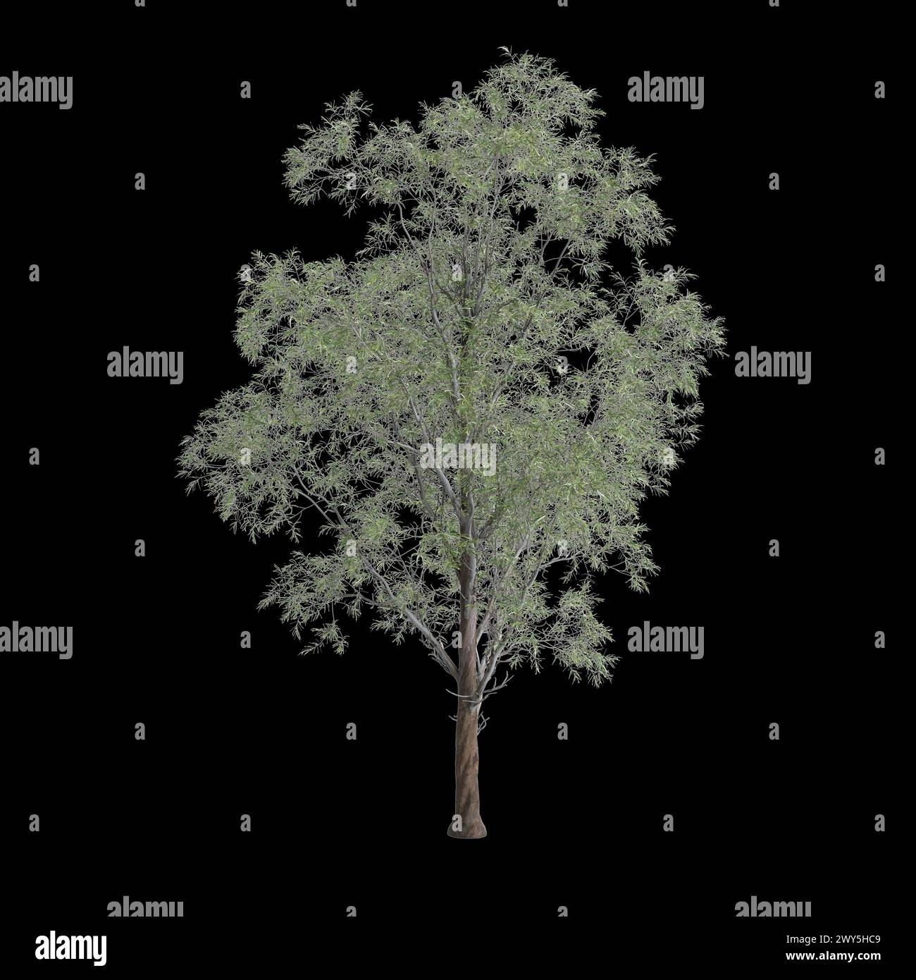 3d illustration of Eucalyptus globulus tree isolated on black ...