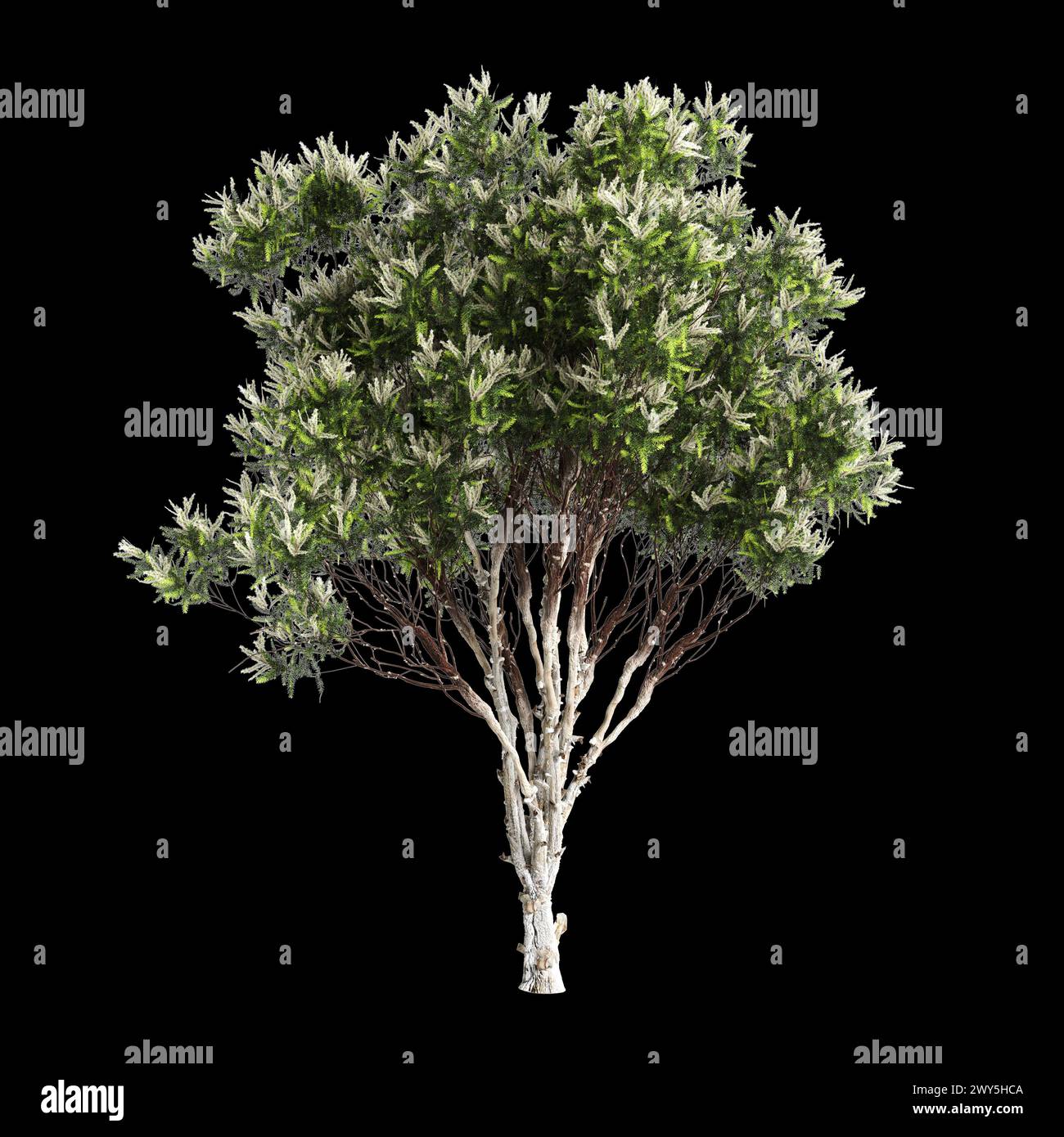 3d illustration of Melaleuca linariifolia tree isolated on black ...