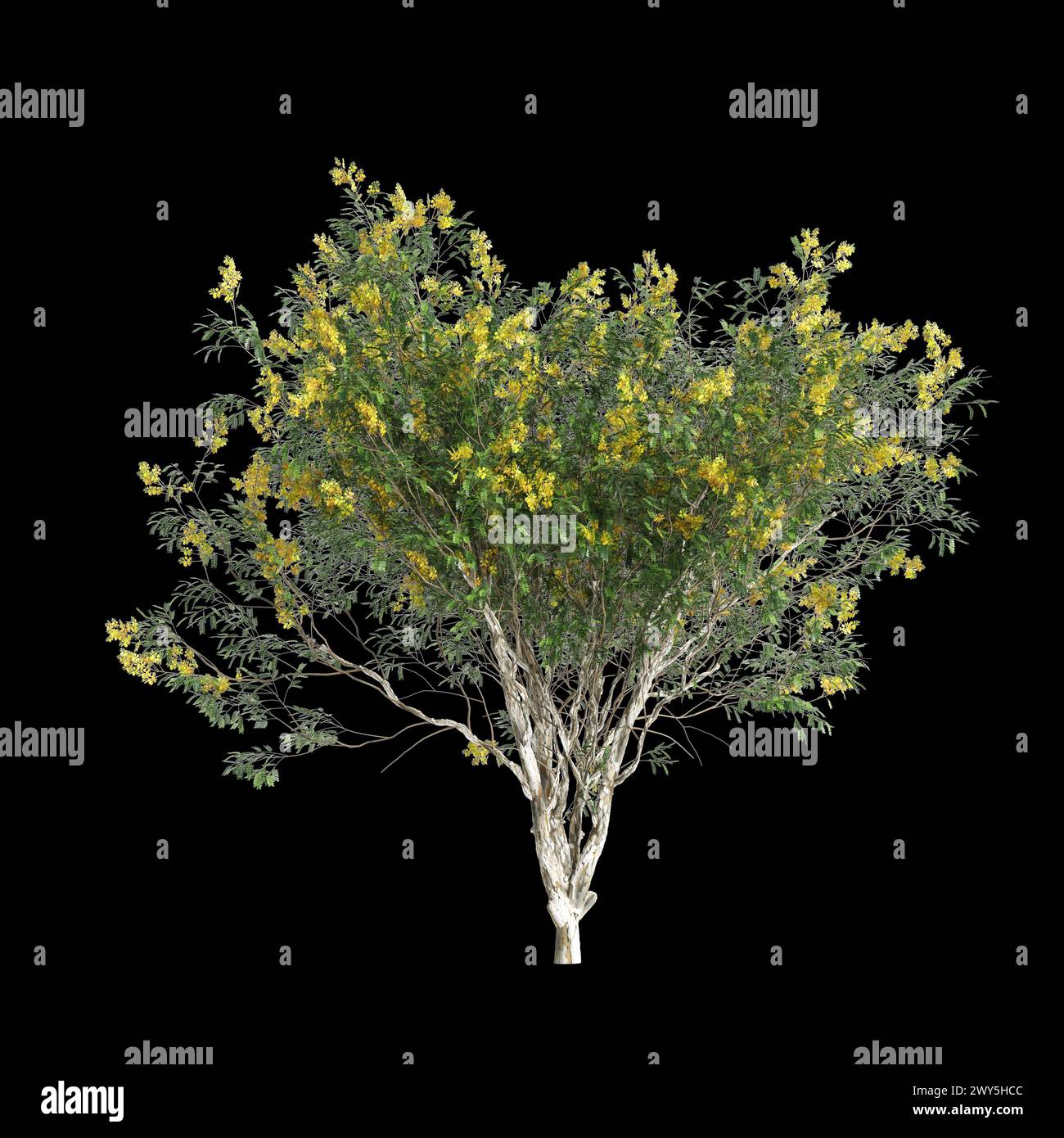 Leopard tree seed pod hi-res stock photography and images - Alamy