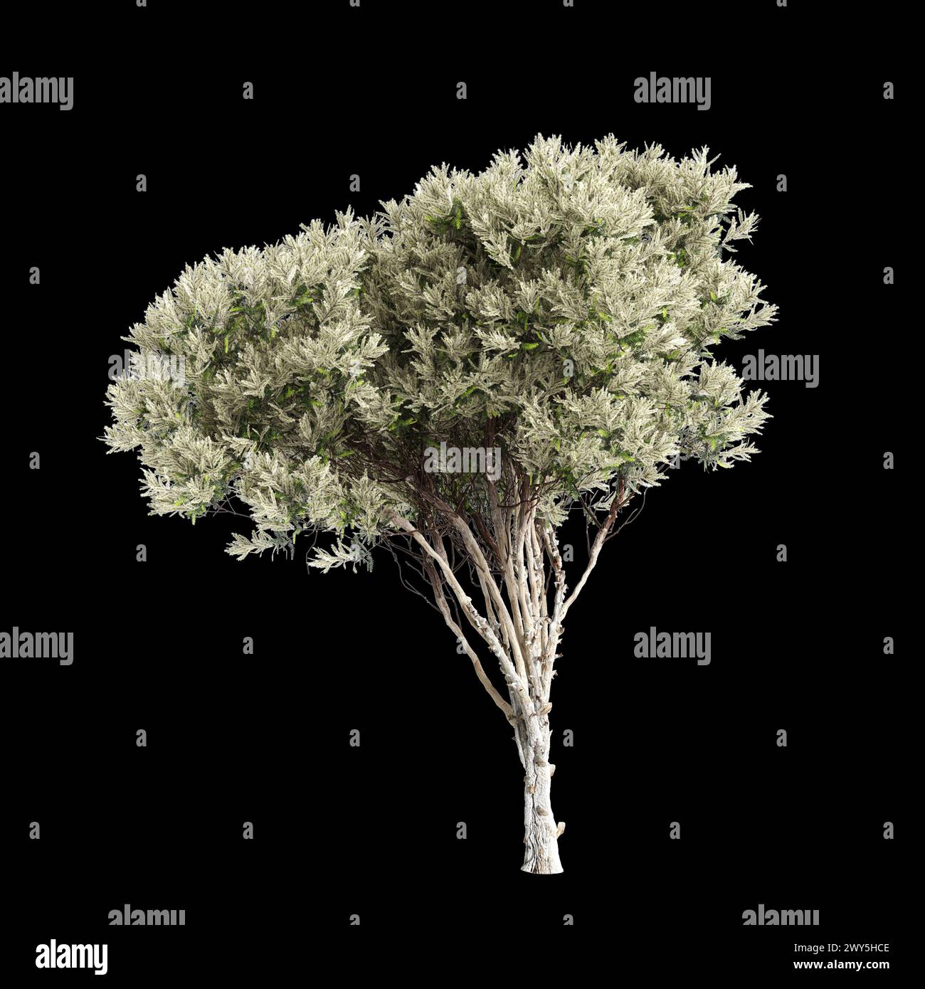 3d illustration of Melaleuca linariifolia tree isolated on black ...