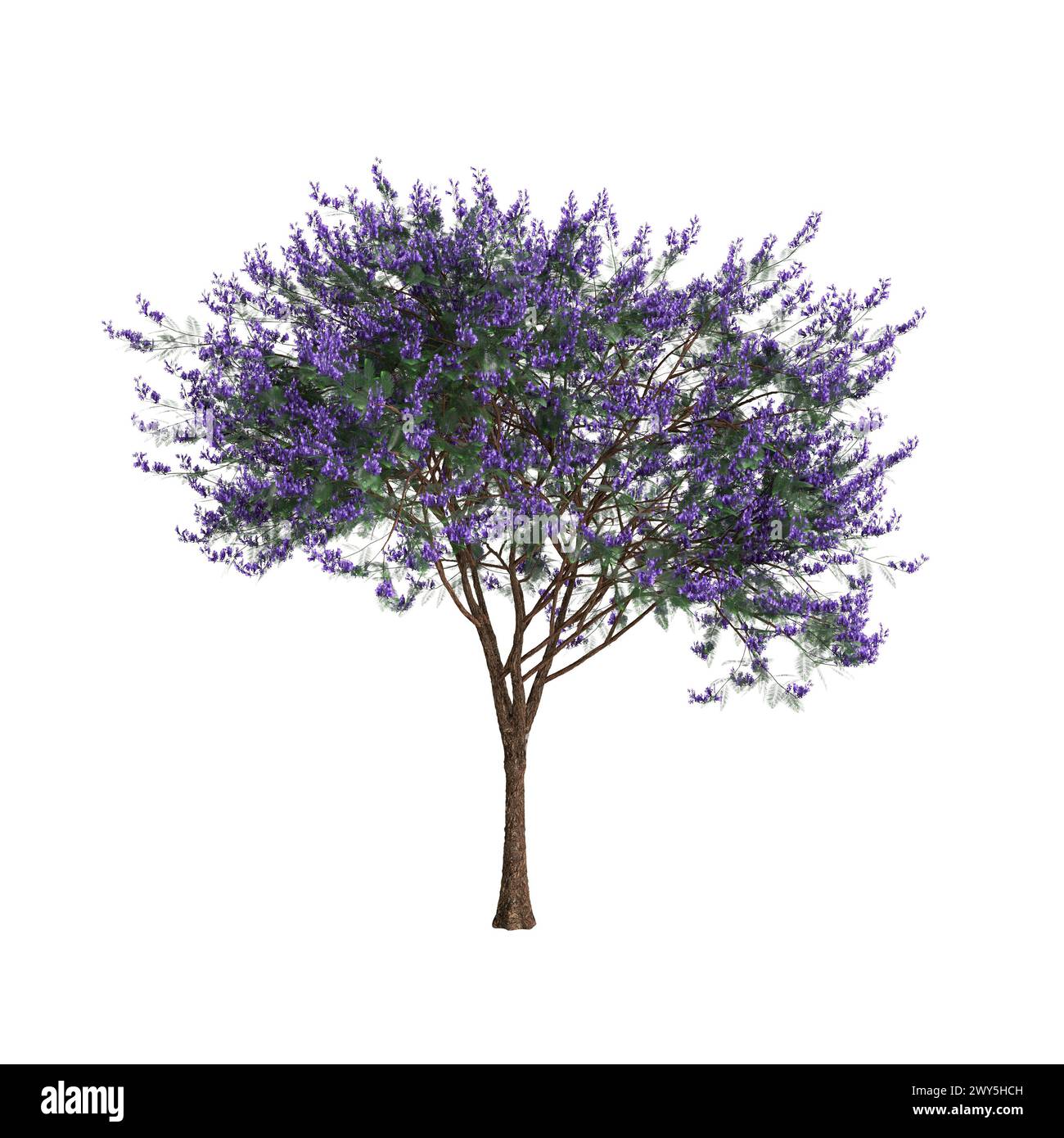 3d illustration of Jacaranda mimosifolia tree isolated on white ...