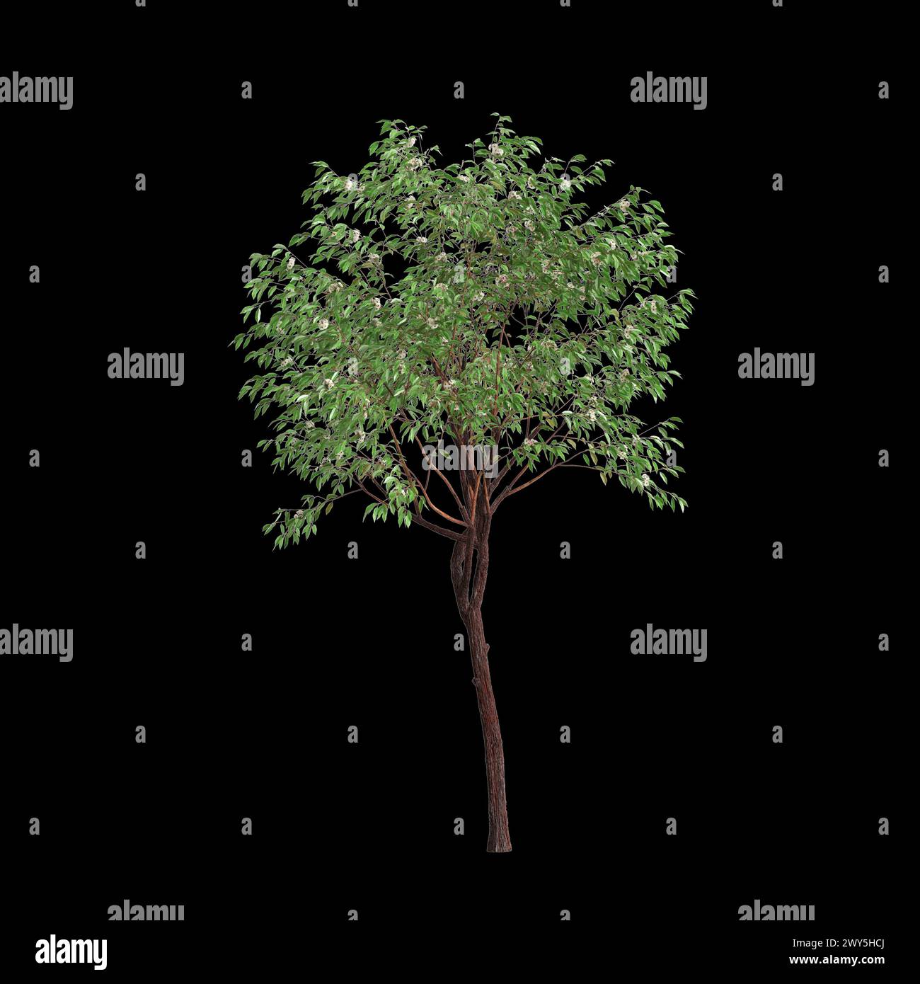 3d illustration of Corymbia calophylla tree isolated on black ...